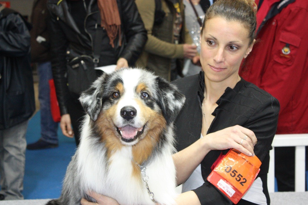 Accueil - Elevage de lou pastre d'aqui - eleveur de chiens Berger ...